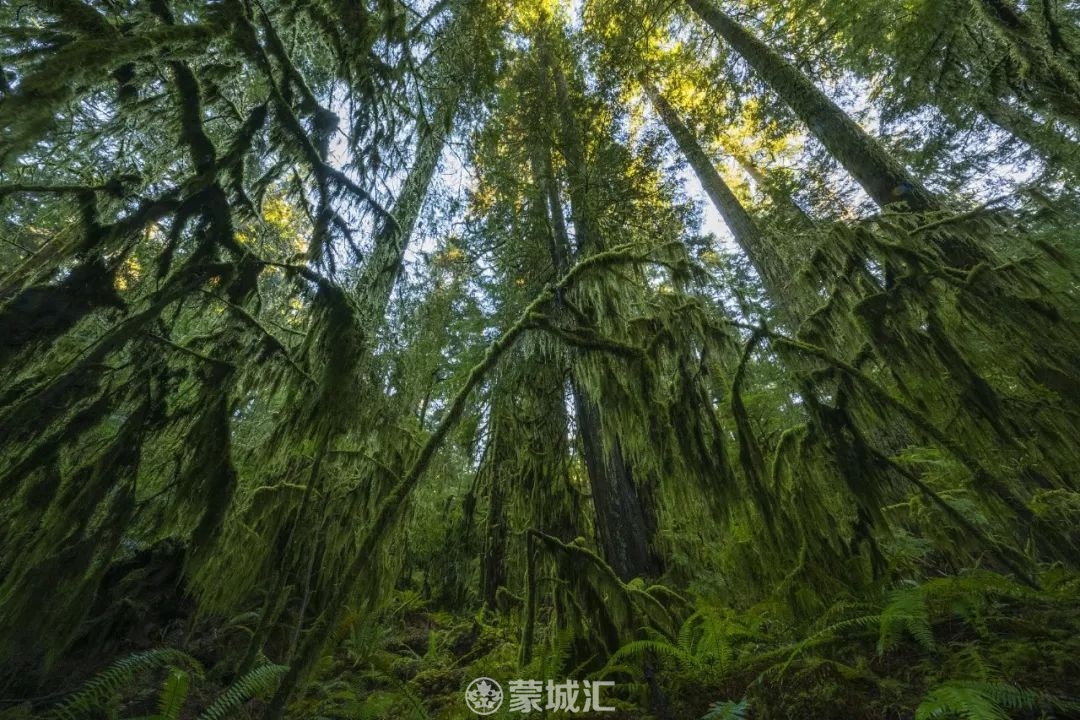 Wow，加拿大，你惊艳了我本地热闻_蒙特利尔垂直频道_蒙城汇 - www.mengchenghui.com